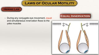 Squint (Anatomy, phsiology) | PPTX