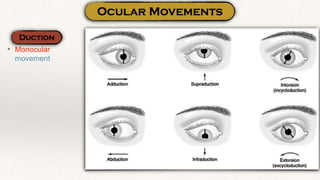 Squint (Anatomy, phsiology) | PPTX