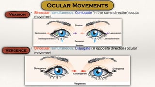 Squint (Anatomy, phsiology) | PPTX