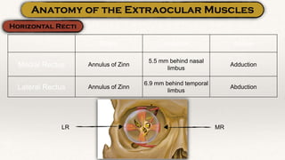 Squint (Anatomy, phsiology) | PPTX