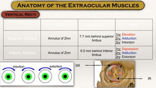 Squint (Anatomy, phsiology) | PPTX