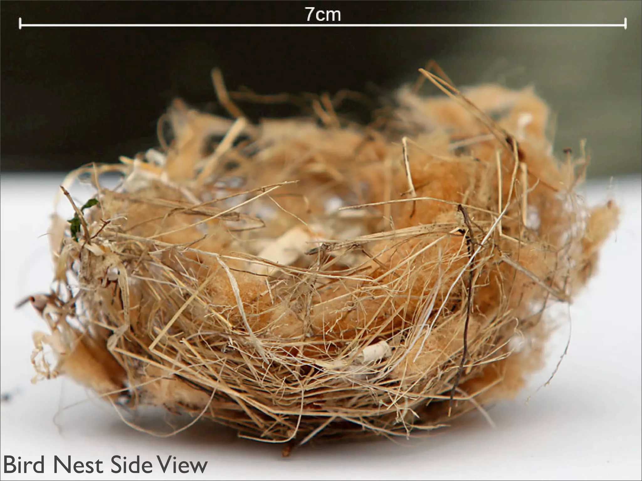 Squirrel & Bird Nest | PPT