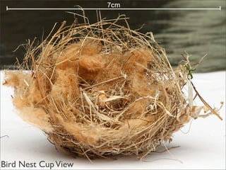 Squirrel & Bird Nest | PPT