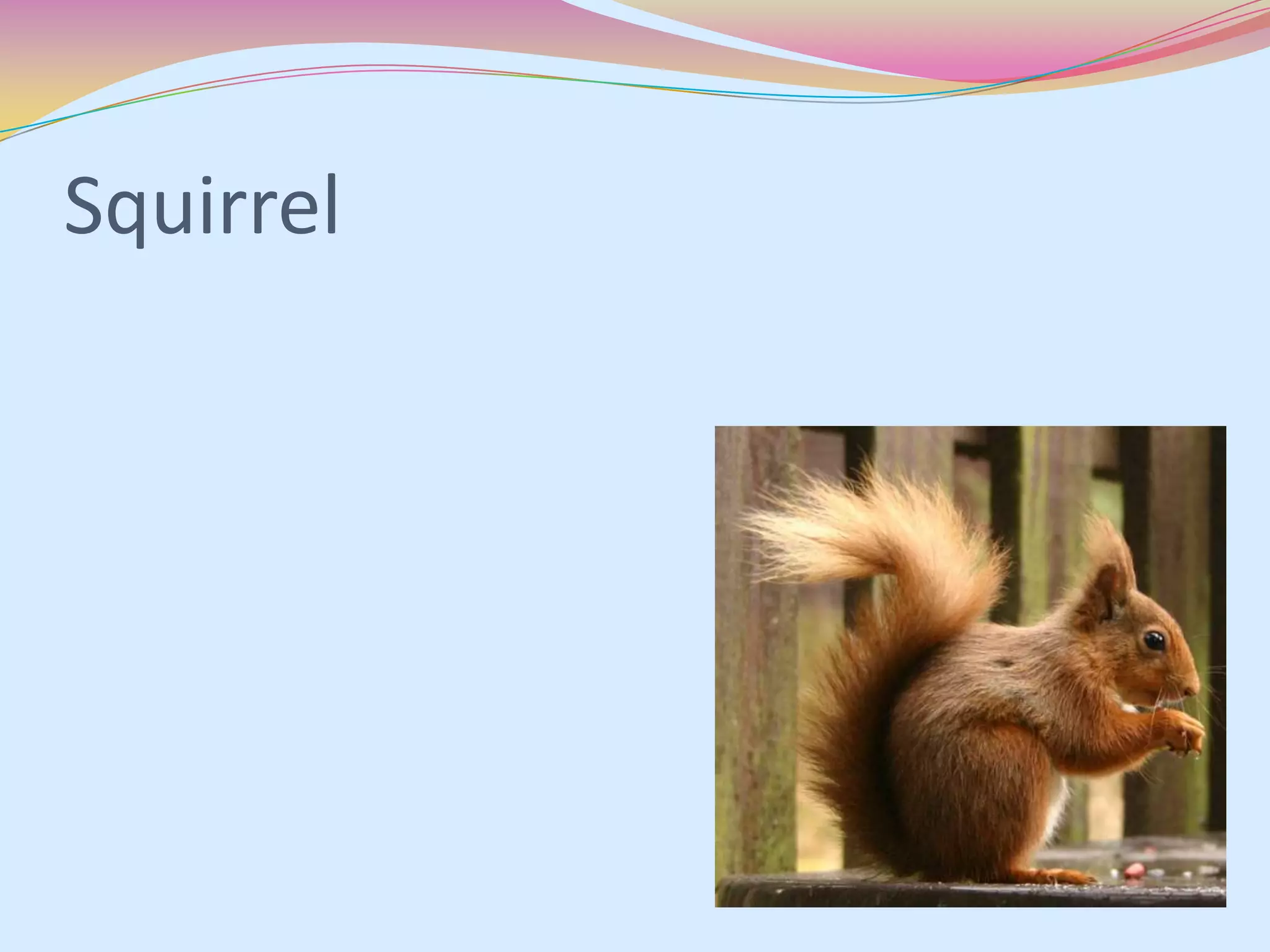 Squirrel powerpoint | PPTX