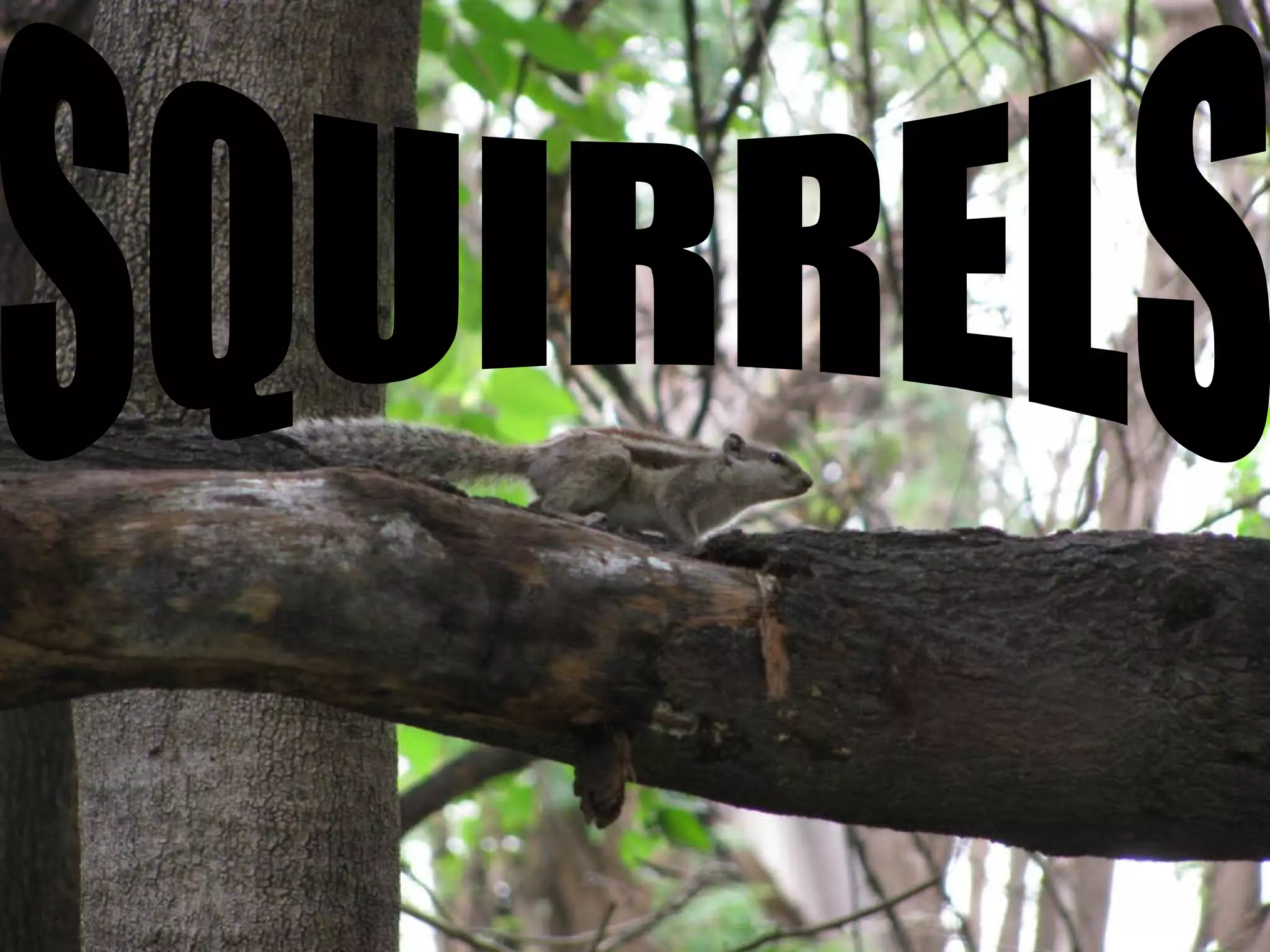 Squirrels-Innocent animals | PPT