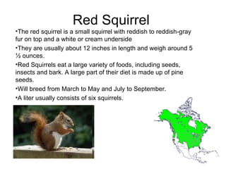 Squirrels | PPT