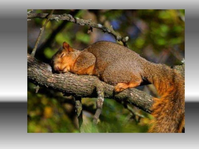 Squirrels | PPT