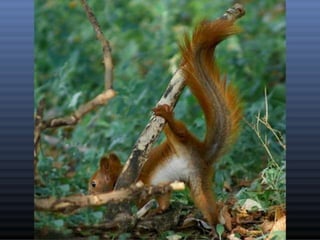 Squirrels | PPT