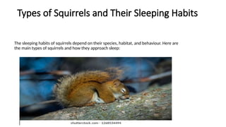Information about Do squirrels sleep, care | PPTX