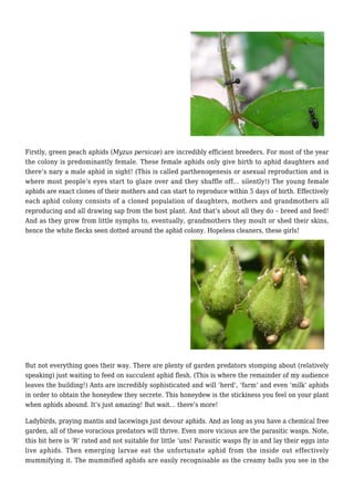 Aphids (Inside a Colony) | PDF | Beekeeping | Hobbies & Interests