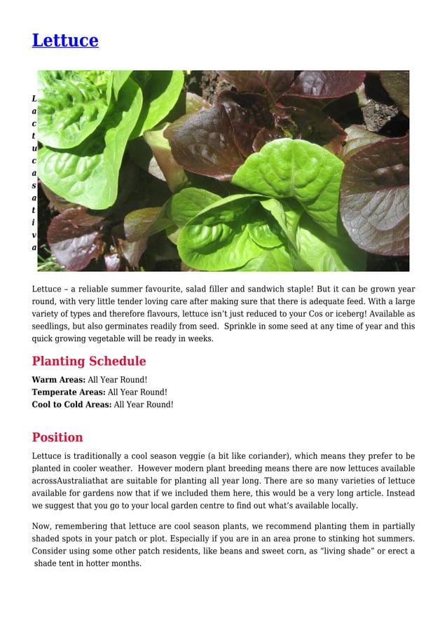 Lettuce Gardening | PDF
