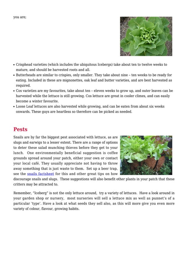 Lettuce Gardening | PDF