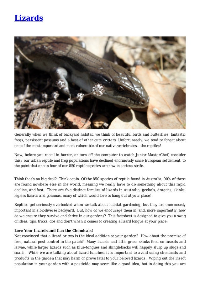 How To Pest Control Lizards | Pest Control