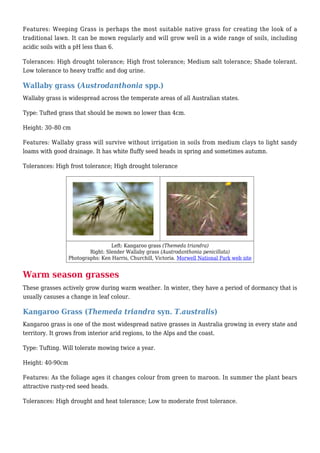 Native Lawns | PDF