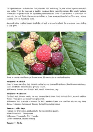 Raspberries Gardening | PDF