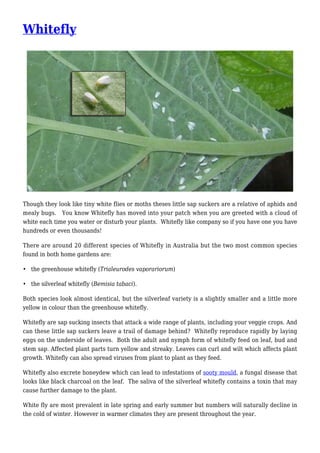 Whitefly Pest Control | PDF