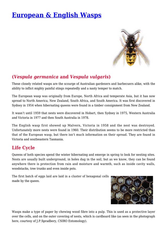 European & English Wasps Pest Control | PDF