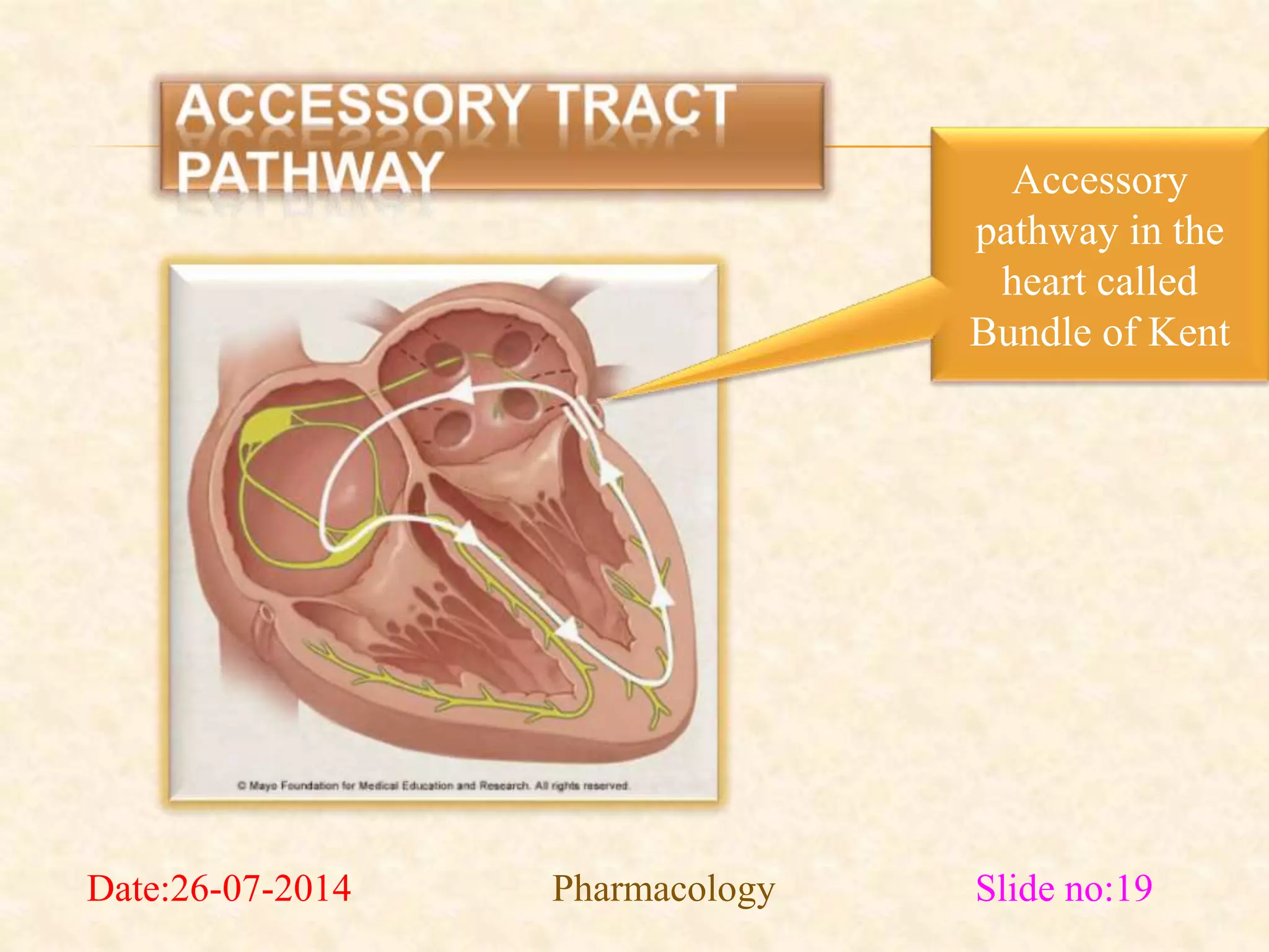 Arrhythmia & Antiarrhythmic Drugs | PPTX