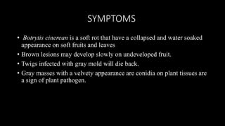 POST HARVEST ROTS OF APPLE | PPT