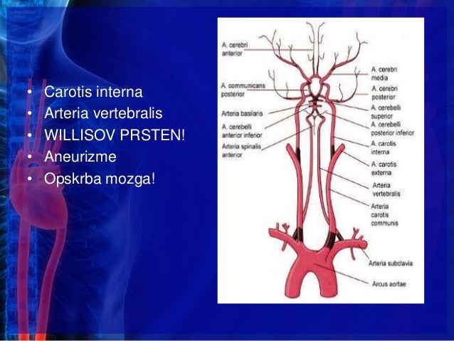 Srce i krvne žile - repetitorij