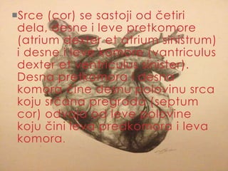 Srce (cor) | PPT