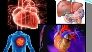 Срце - Драшковић А. | PPTX