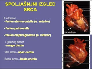 Anatomija srca | PPT