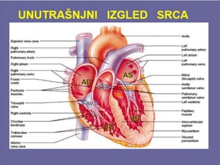 Anatomija srca | PPT