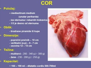 Anatomija srca | PPT