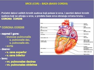 Anatomija srca | PPT