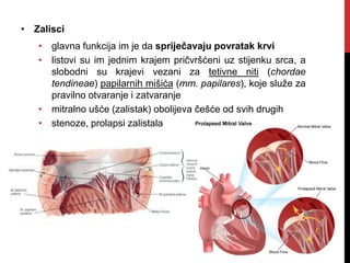 Srce (cor) | PPT