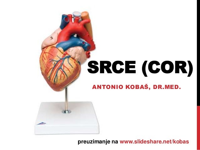 Srce (cor)