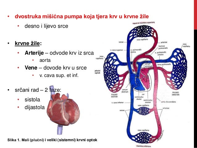 Srce Cor
