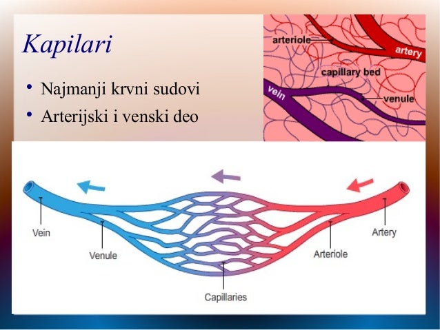 Srce Krvni I Limfni Sudovi
