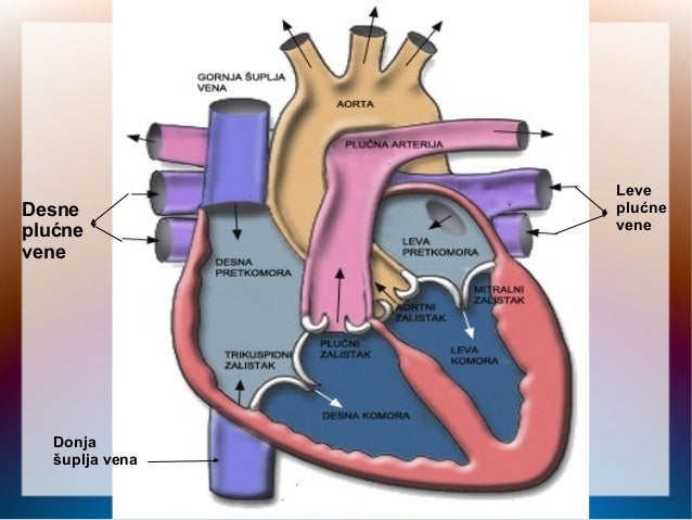Srce, krvni i limfni sudovi
