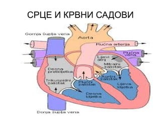 Srce i krvni sadovi | PPT