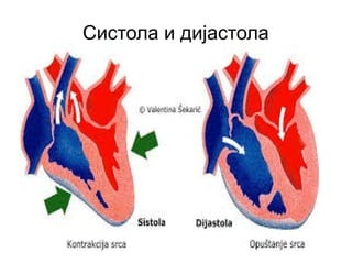 Srce i krvni sadovi | PPT