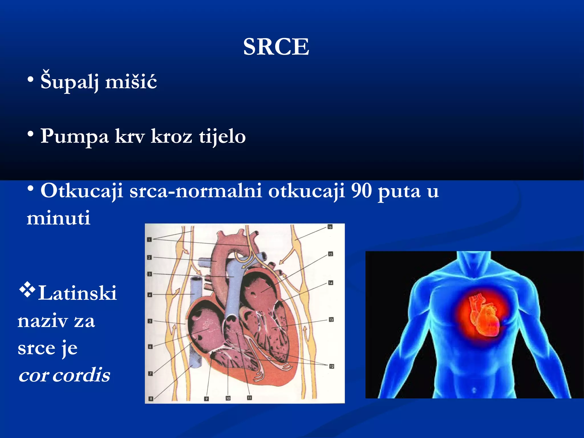 Srce i krvožilni sustav | PPT