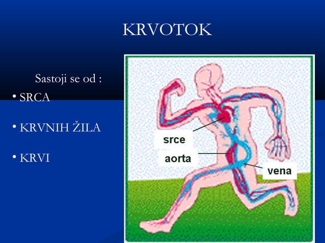 Srce i krvožilni sustav | PPT