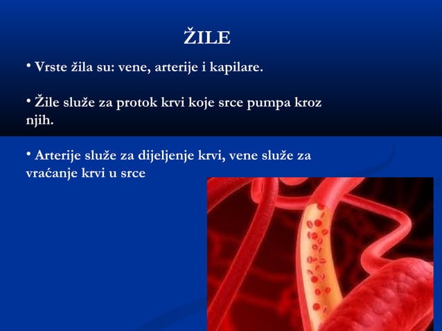 Srce i krvožilni sustav | PPT