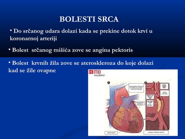 Srce i krvožilni sustav | PPT