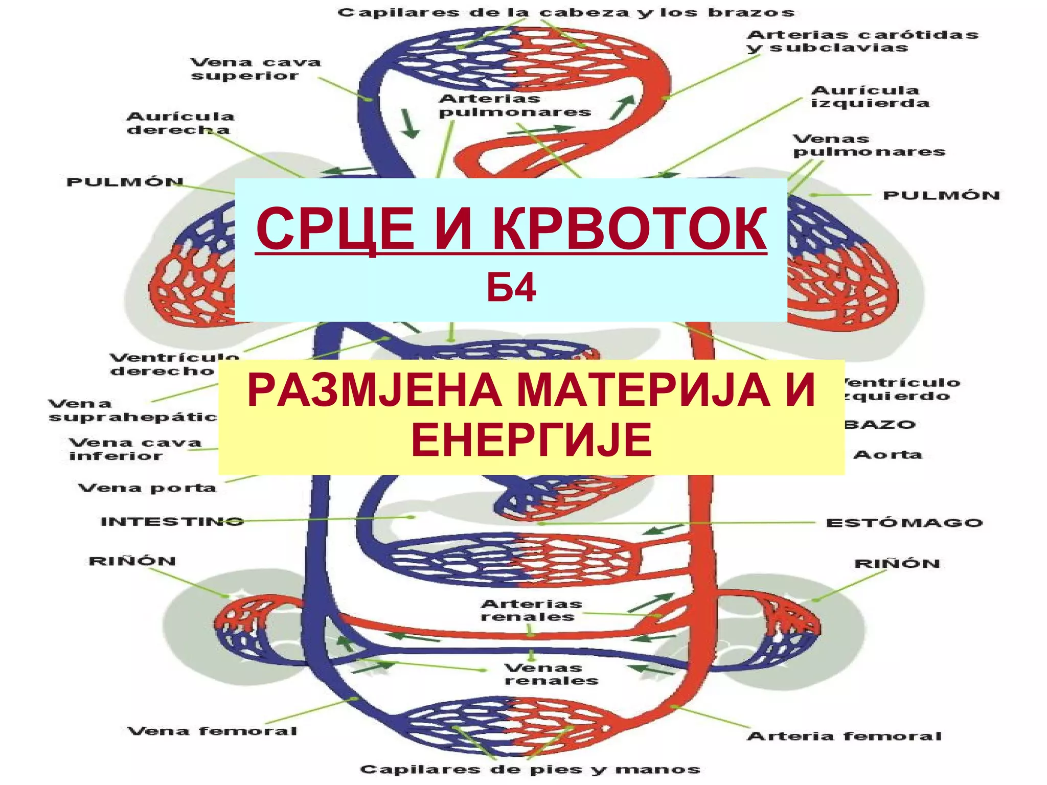 Srce I Krvotok Ppt