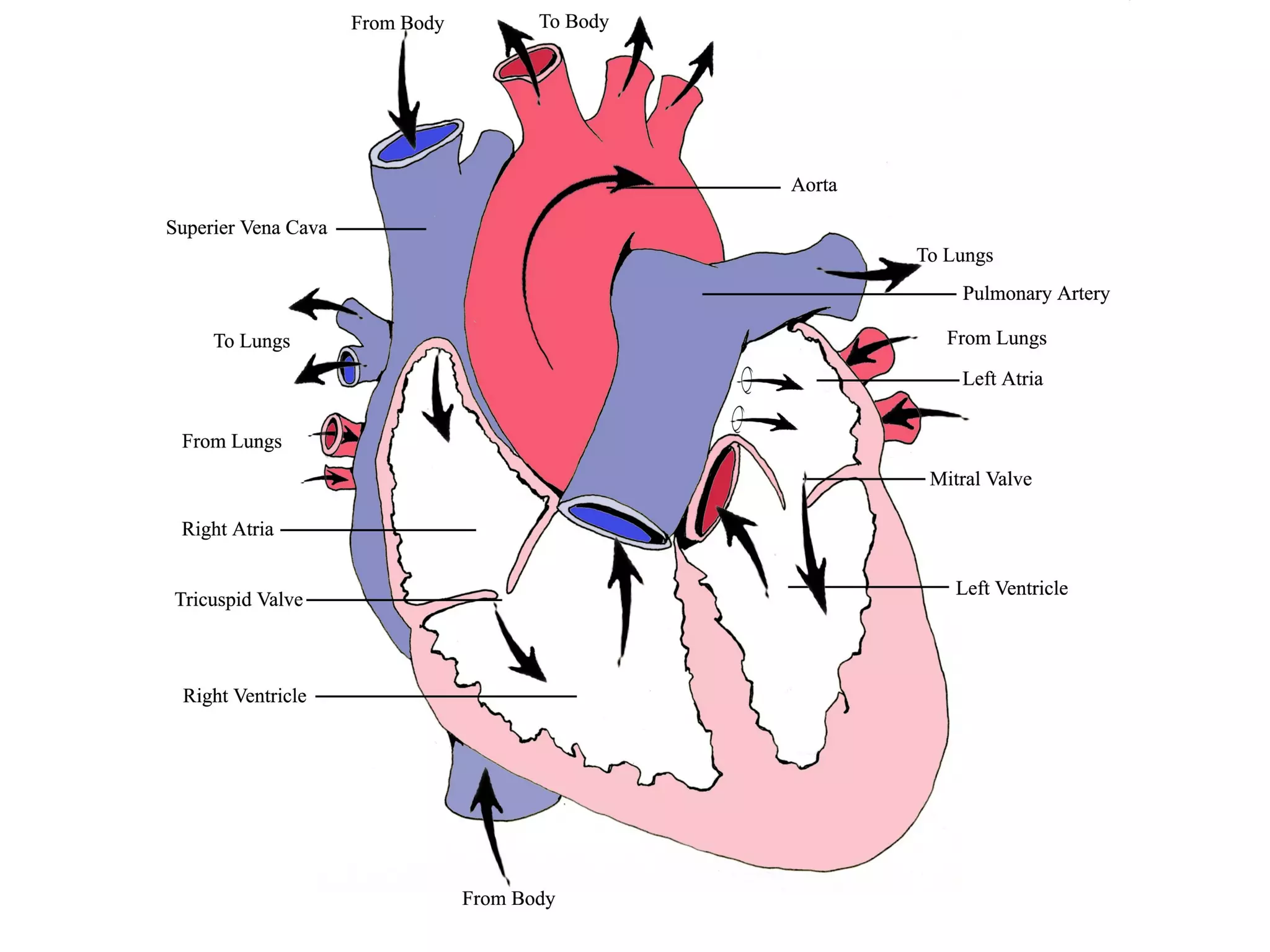 Srce i krvotok | PPT