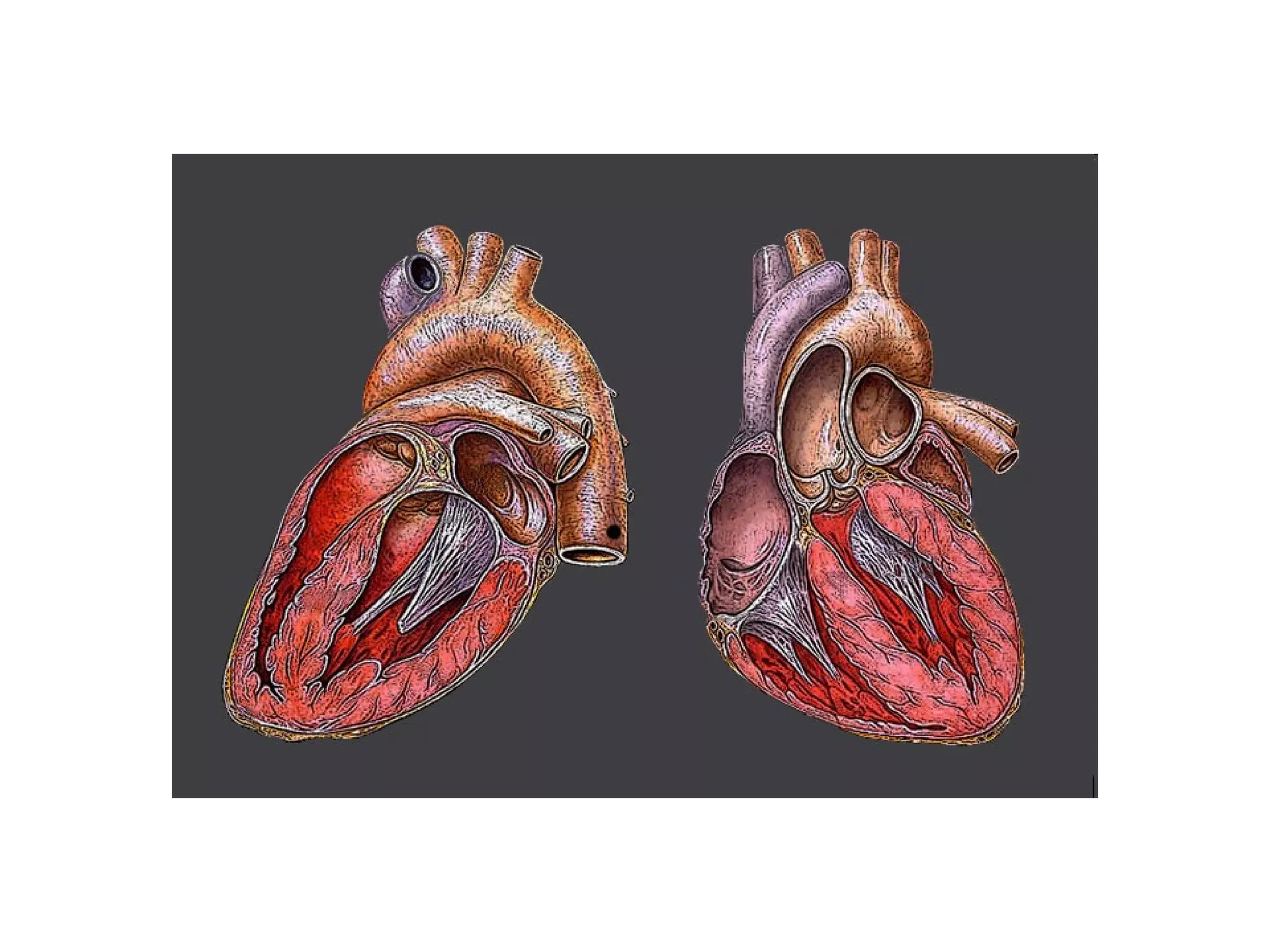 Srce i krvotok | PPT