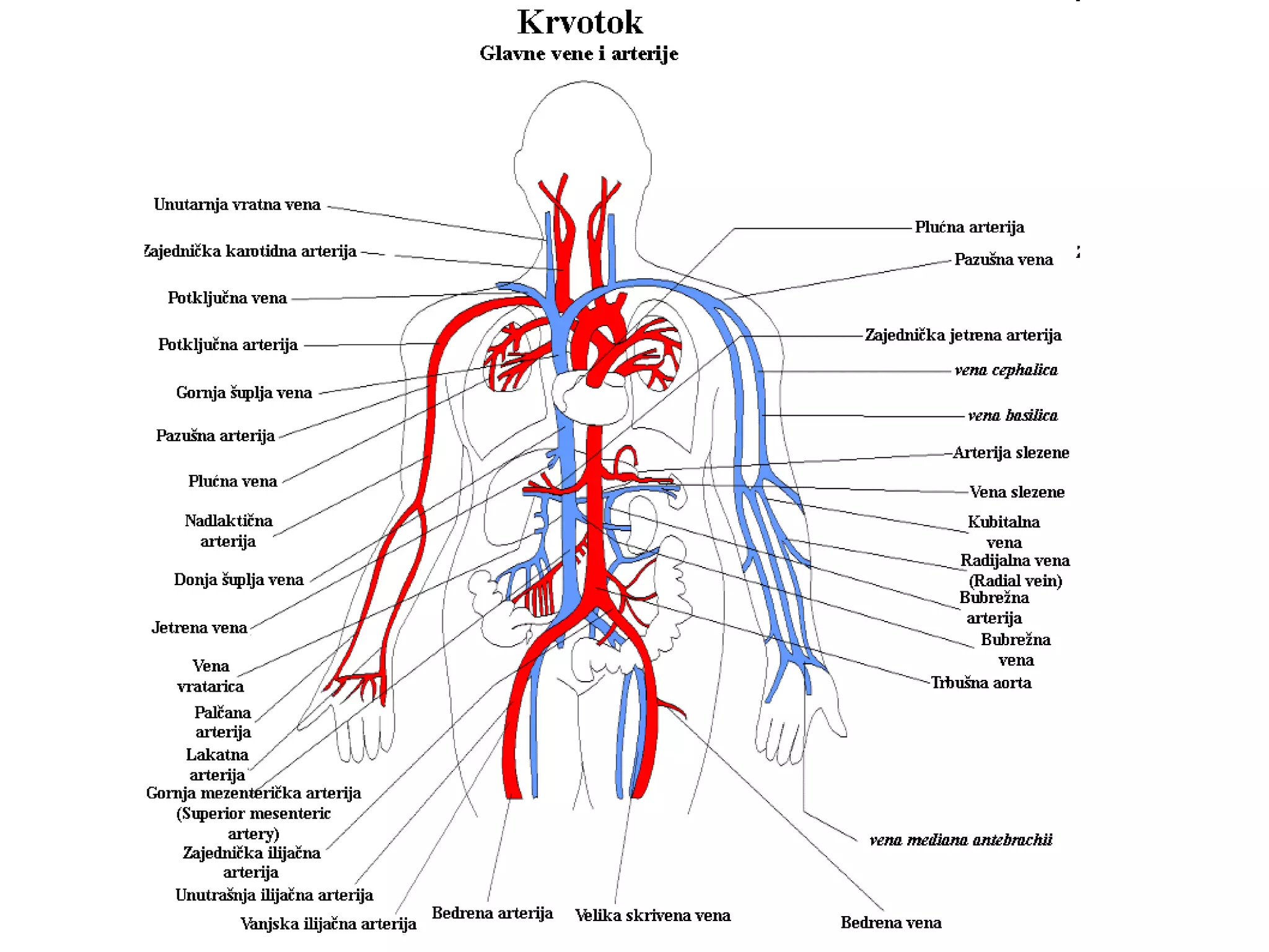 Srce i krvotok | PPT