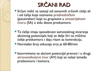 Srce kod sisara | PPT