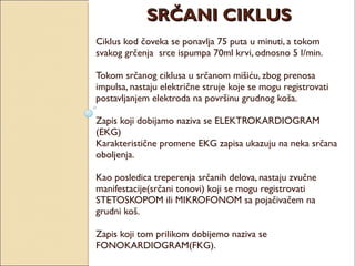 Srce kod sisara | PPT