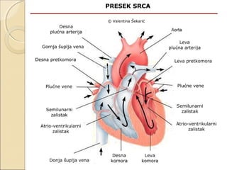 Srce kod sisara | PPT