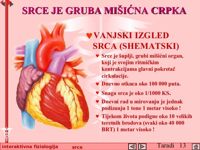 Srce (Heart)