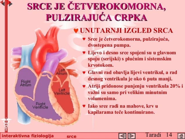 Srce (Heart)